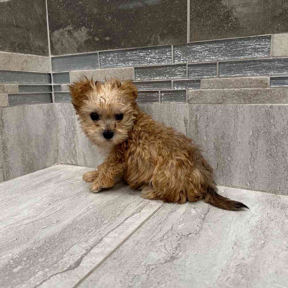 Home [www.safaristanspetcenter.com]