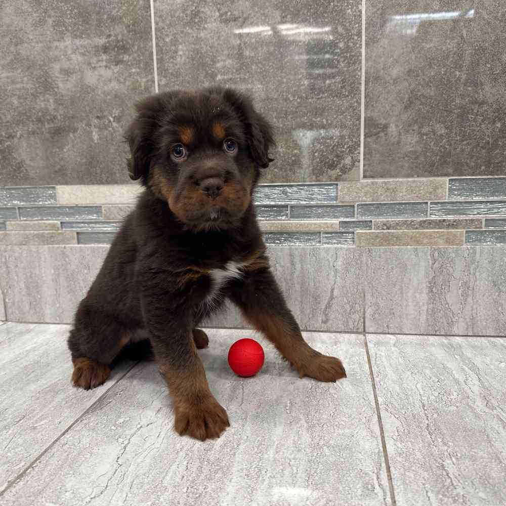 Mini Hippo Puppies for sale - New Haven