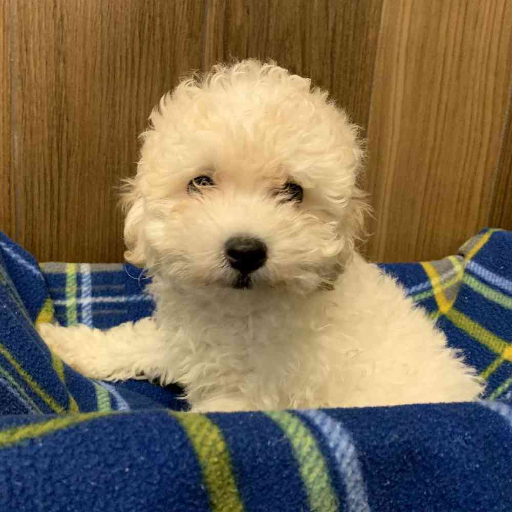 Puppies for Sale by Breed - New Haven