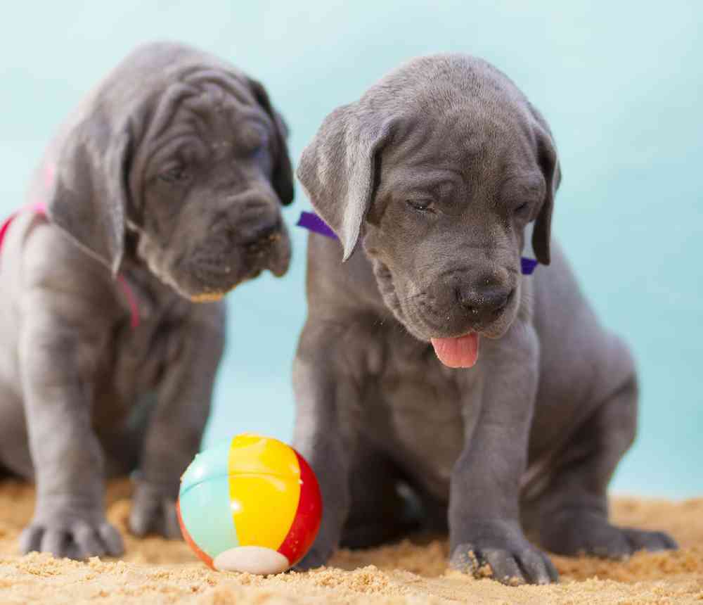 Great Dane Puppies for sale - New Haven
