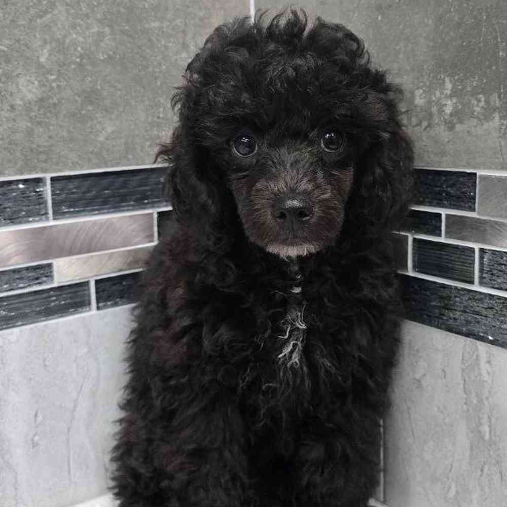 Home [www.safaristanspetcenter.com]