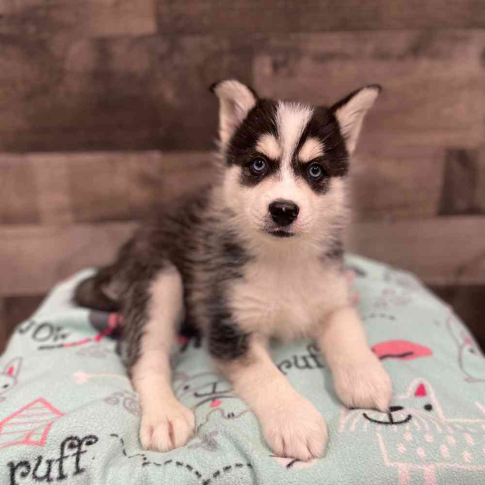 Huskimo Puppy for sale - Stamford
