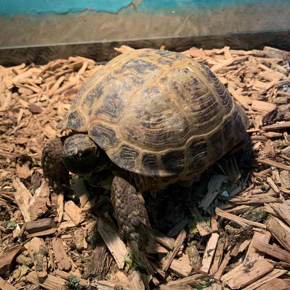Russian Tortoise Reptiles for sale - New Haven