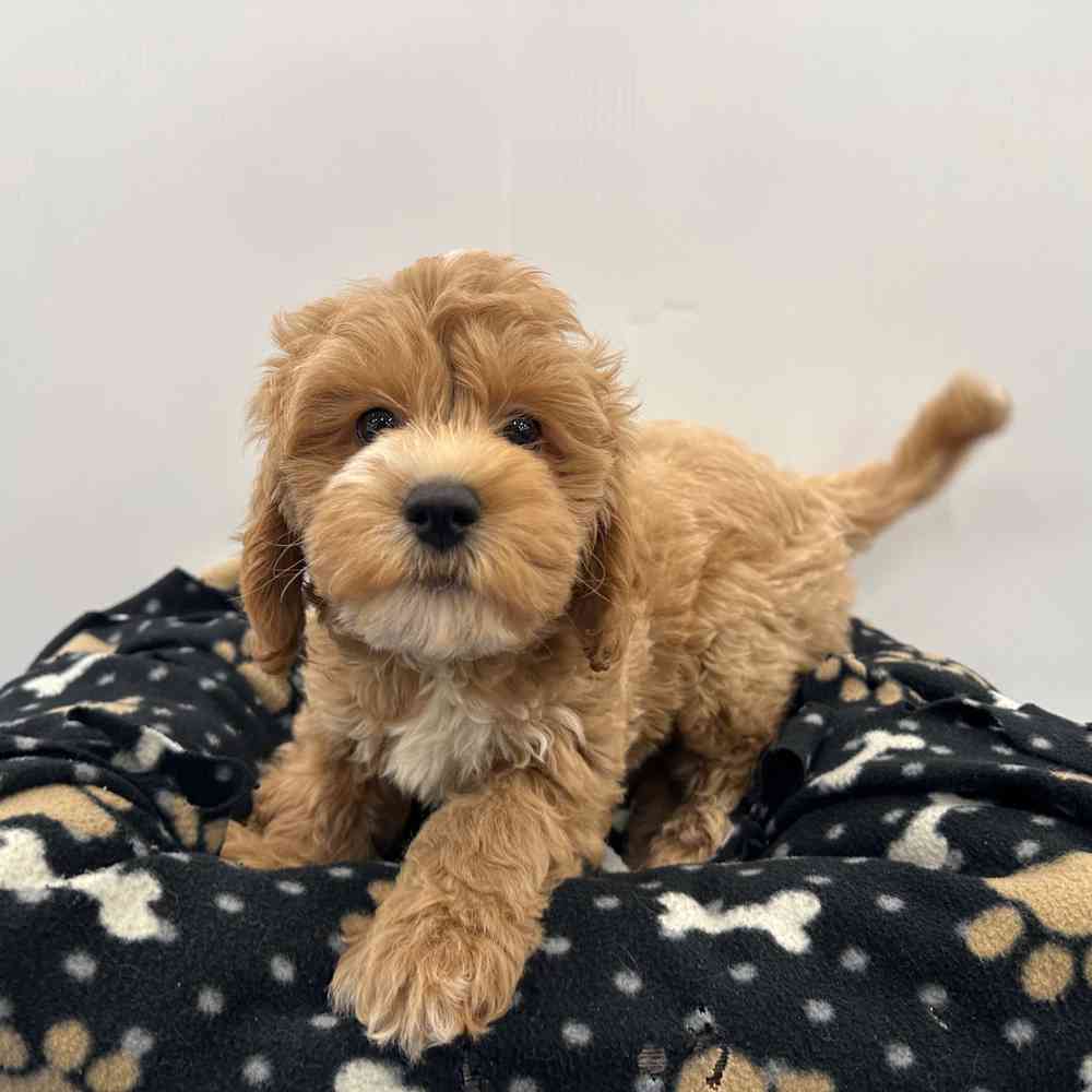 Cockadoodle Puppies for sale - New Haven