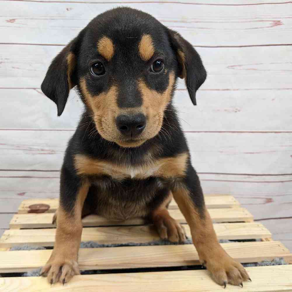 Labollie Puppies for sale - New Haven