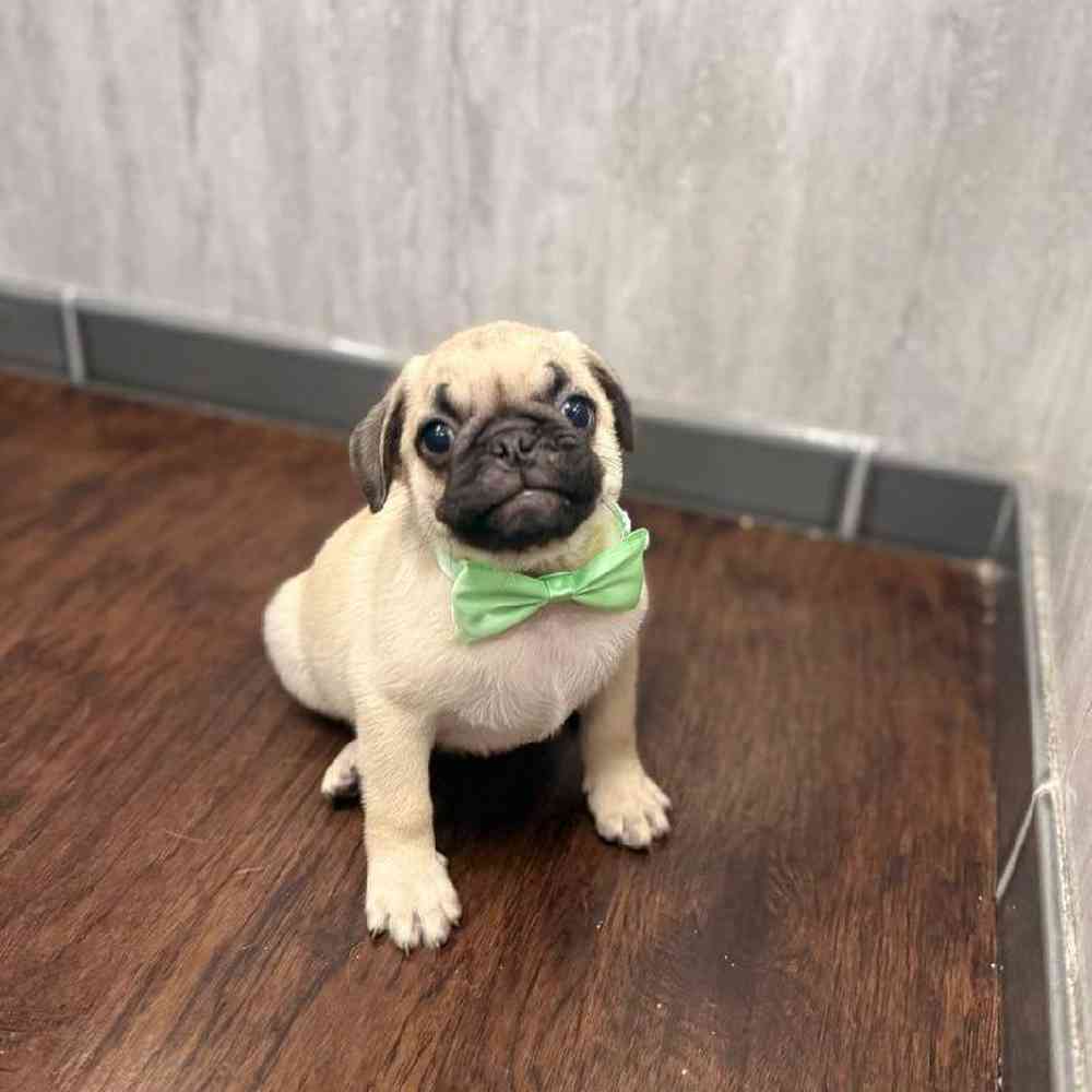 Home [www.safaristanspetcenter.com]