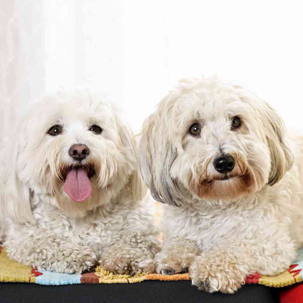 Coton De Tulear Puppies for sale - New Haven