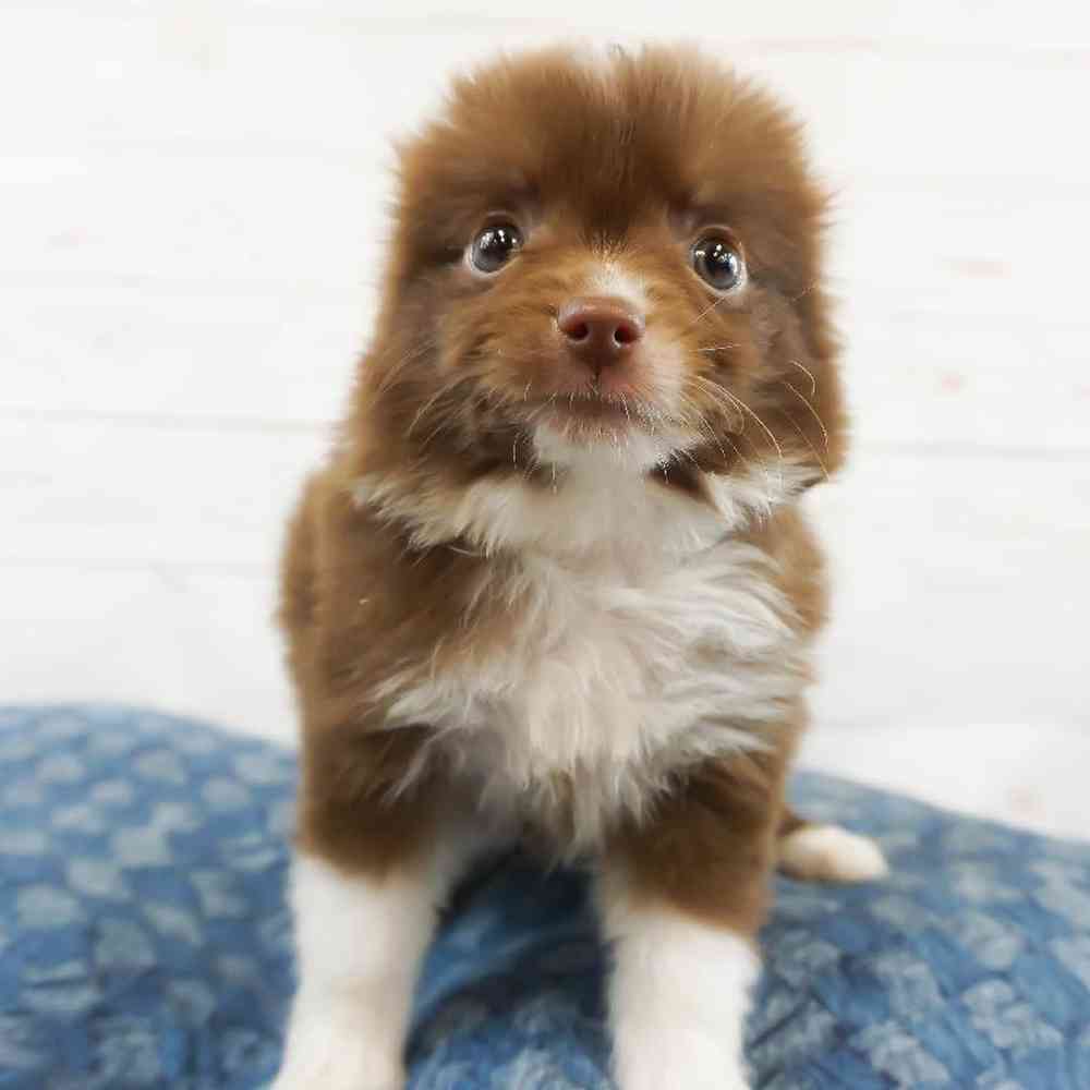 Aussie Pom Puppies for sale - New Haven
