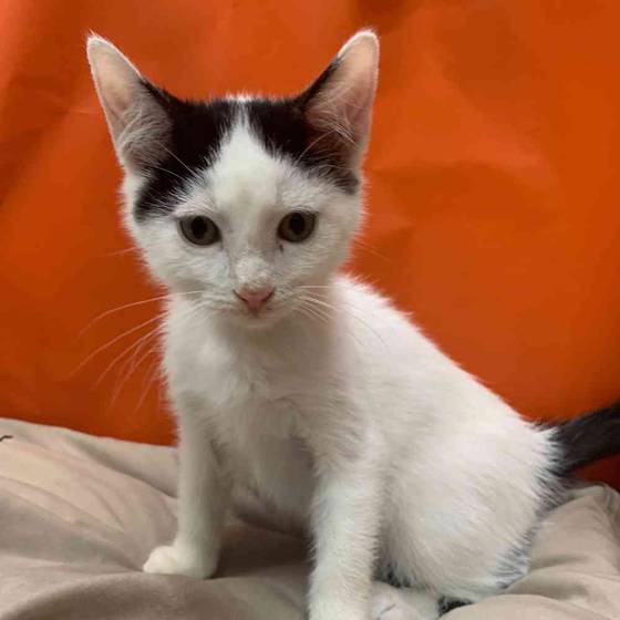 Domestic Short Hair Kitten for sale - New Haven