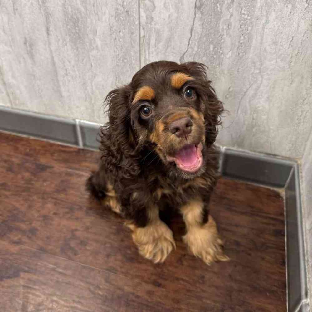 Cocker Spaniel Puppy for sale - New Haven