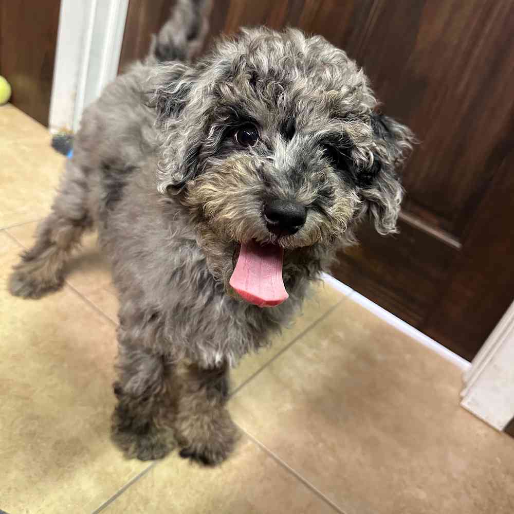 Mini Goldendoodle 2nd Gen Puppy for sale - Stamford