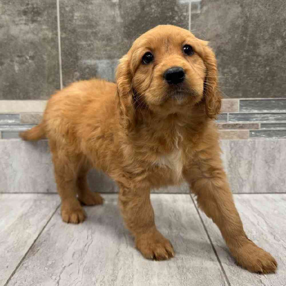 Dwarf Golden Retriever Mini Golden Retriever Puppies For Sale