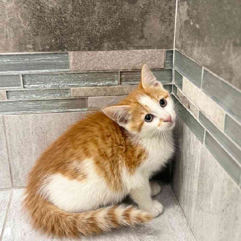 Kittens for Sale by Breed - New Haven