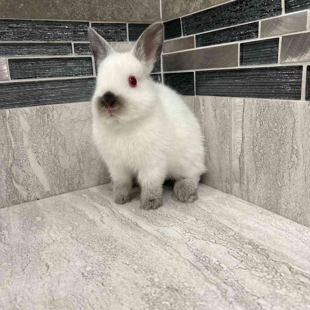 Netherland Dwarf Bunny Small Animals for sale - New Haven