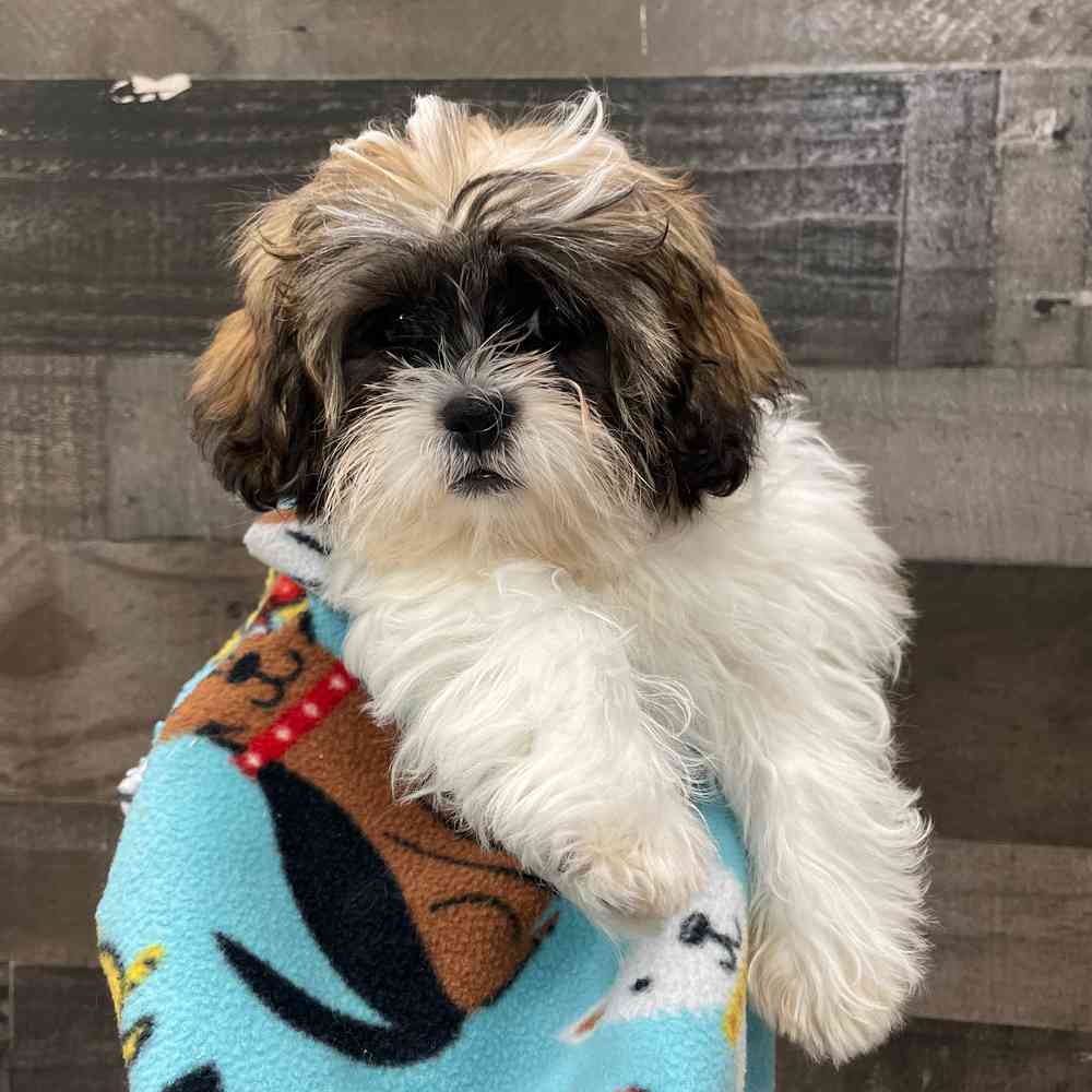 Home [www.safaristanspetcenter.com]