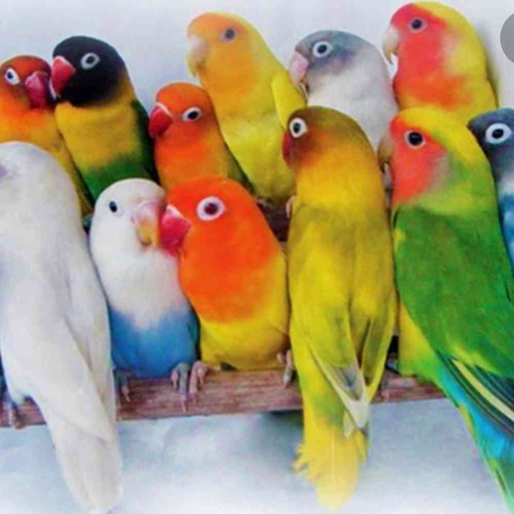 Lovebird price store